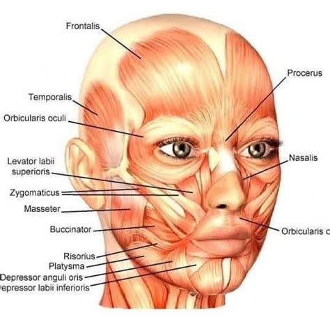 Anatomy Pedia ️ Obliquus Capitis Superior⁣ ⁣⁣⁣⁣⁣⁣⁣⁣⁣⁣⁣⁣⁣⁣⁣⁣ Origin Transverse Process Of The
