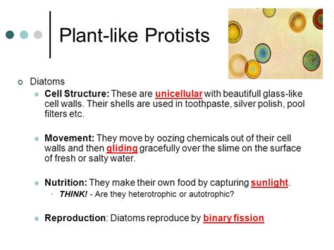 Protist Cell Structure