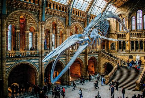 Natural History Museum In London Guide Free Entry What To See