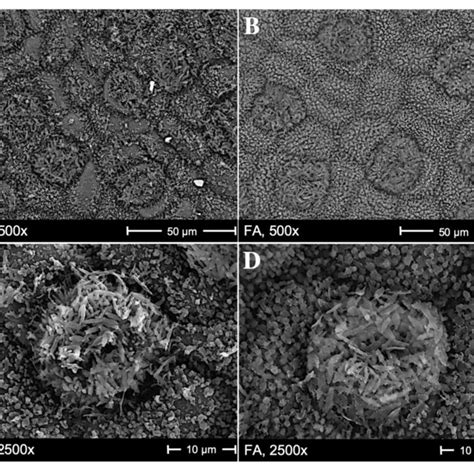 Scanning Electron Microscopy Images Showing The Stomata Patterns On Download Scientific