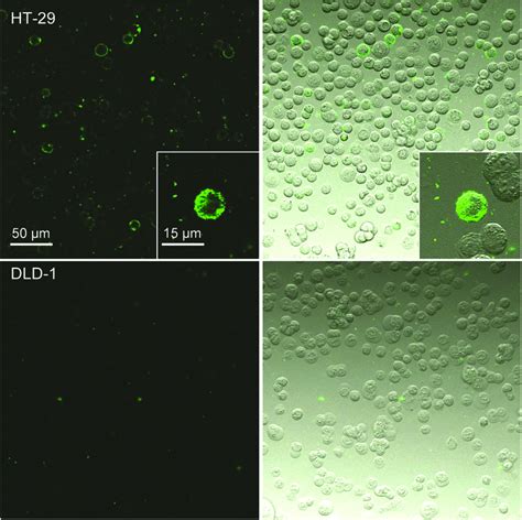 Fluorescence Microscopy Experiments With Sio2 Phpma M75 Nanoparticles Download Scientific
