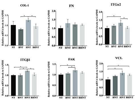 Rt Qpcr Detection Of Adhesion Related Gene Expression Of Hgfs Cultured Download Scientific