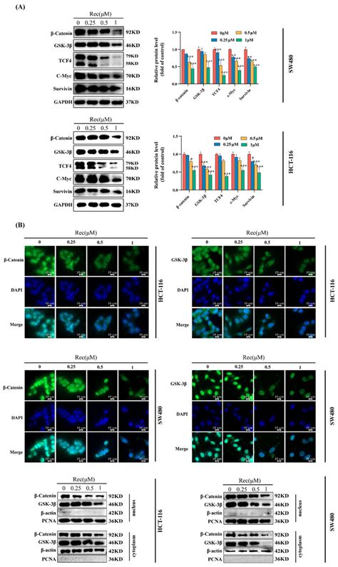 Resistomycin Rec Suppresses Wnt β Catenin Signaling In Crc Cells A Download Scientific