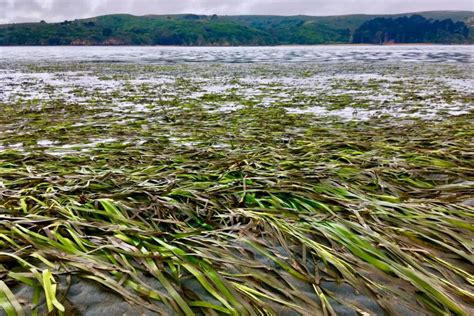 California Eelgrass Mitigation Policy Overview Noaa Fisheries