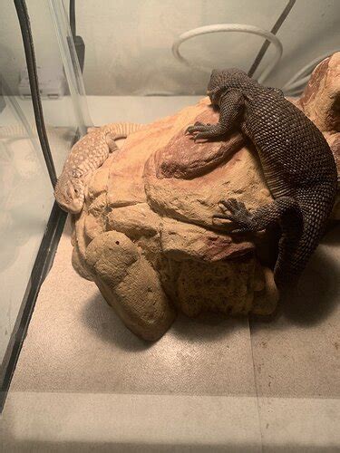 Melanistic Savannah Monitor Monitors Morphmarket Reptile Community