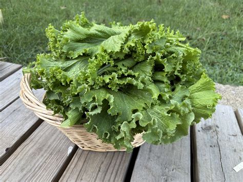 Mustard Greens A Bold Nutritious Addition To Your Homestead Garden