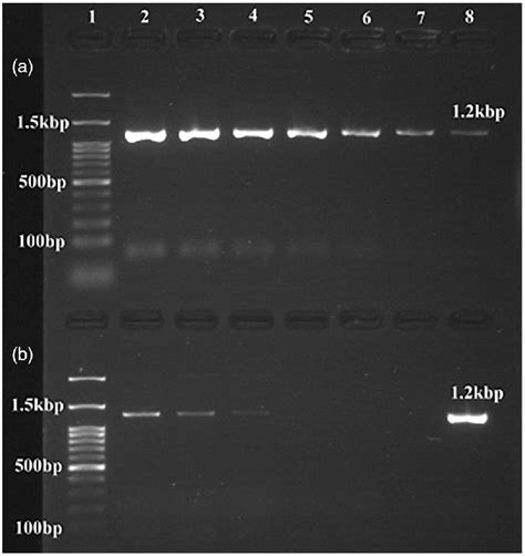 A Touch Down Polymerase Chain Reaction Td Pcr Assay For The Download Scientific Diagram