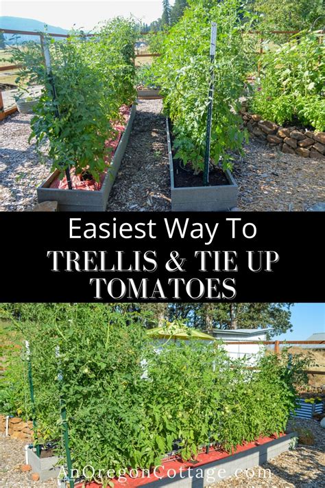 Trellising Tomatoes The Easy Way An Oregon Cottage