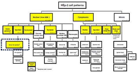Classification Of The Main Patterns Of Fluorescence In Hep 2 Ifa On A