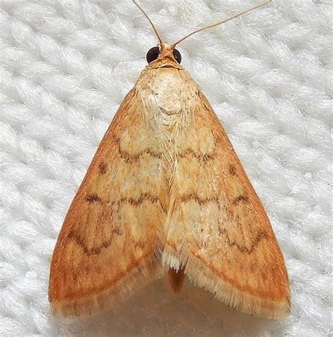 Sighting 1418613 Butterflies And Moths Of North America