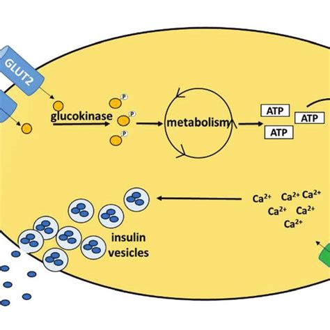 Pdf Role Of Pi3k Akt Pathway In Insulin Mediated Glucose Uptake