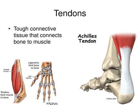 Ppt Understanding The Leverage Of Machines In The Human Body