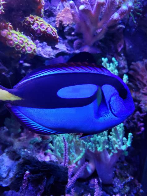 Sold Blue Hippo Tang 4 12 Inch Super Healthy Eats All Offerings