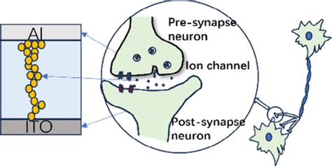 Multilevel Logic Operation And Artificial Synaptic Plasticity Based On