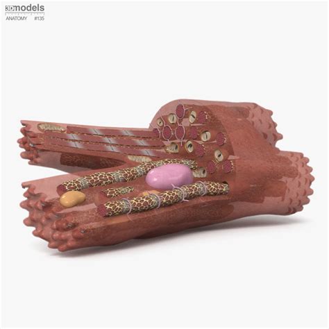 Human Cardiac Myocytes 3d Model Download Anatomy On