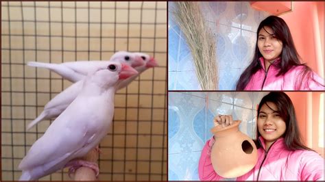 How To Make Java Birds Nesting Youtube