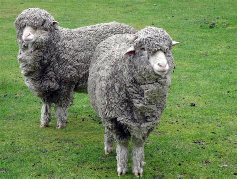 What Is The Difference Between A Goat And A Sheep