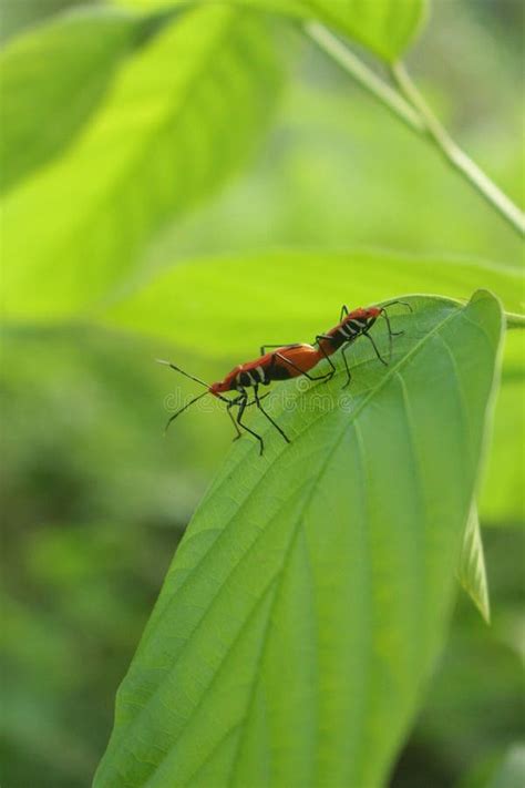 Close Up A Pair Of Red Cotton Bugs Dysdercus Cingulatus Are Mating