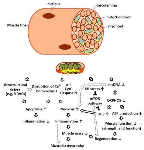 Schematic Representation Of Mitochondrial Dysfunction As Causative