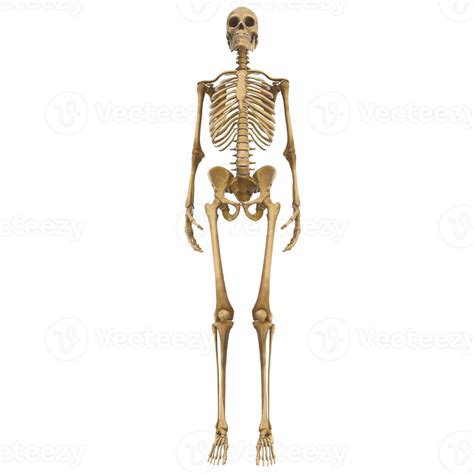 Free Esqueleto De Cuerpo Humano 3d Limpio Y Realista 16589316 Png With