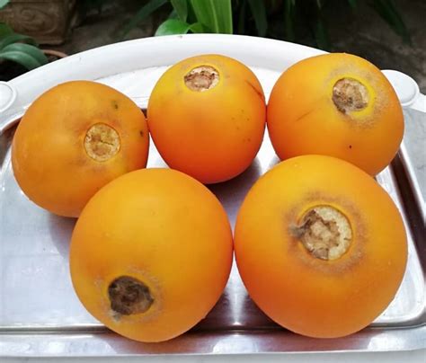 ¿qué Es El Lulo O Naranjilla Propiedades De Esta Gran Fruta