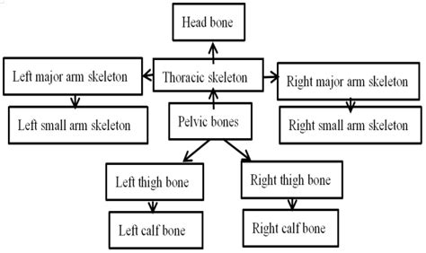 Skeletal Model Diagram Download Scientific Diagram