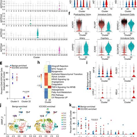 Increased Jag1 Notch Signaling And Angiogenesis In The Prostate Icc Idc