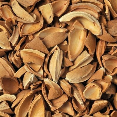 Apricot Kernels Shell Red Bank Holding