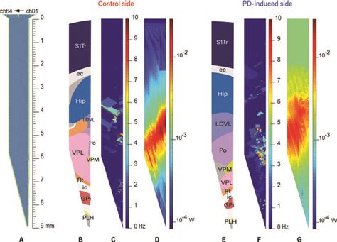 Lfp Power And Spike Firing Rate Planer Thermograms Of Bilateral Brain