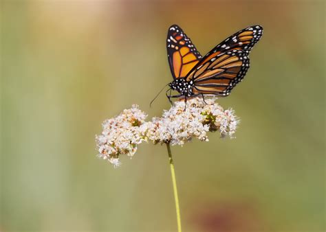 Monarch Migration