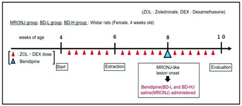 Experiment Timeline Download Scientific Diagram