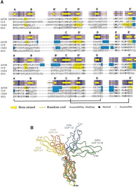 A Sequence Alignment Of Homologous Proteins Containing Four
