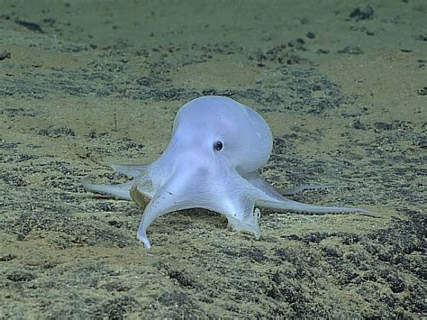 Scientists Discover Possible New Species Of Deep Sea Octopus Nicknamed