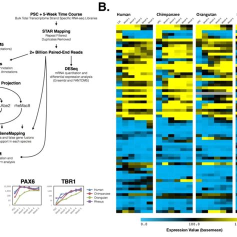 Transcriptomic Analysis And Marker Gene Expression A A Flowchart Download Scientific Diagram