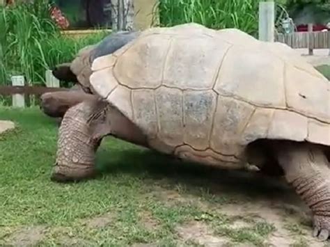 Largest Turtle In The World