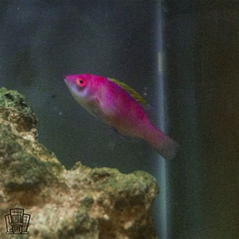 Yellowfin Fairy Wrasse The Fishotel