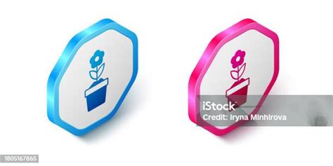 Isometric 꽃 에서 냄비 아이콘 고립된 통하고 있는 백색 배경 화분에서 자라는 식물 화분에 심은 식물 기호입니다 육각 버튼 벡터 0명에 대한 스톡 벡터 아트 및 기타