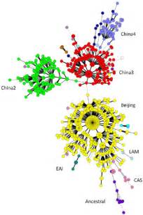 Minimum Spanning Tree Showing The Clustering By Mlva15 China Of 805 M Download Scientific
