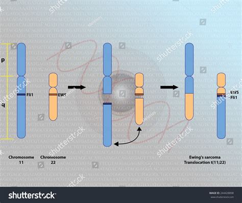 Chromosomal Translocation