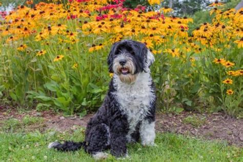 How Much To Feed A Cockapoo Feeding Chart And Guide