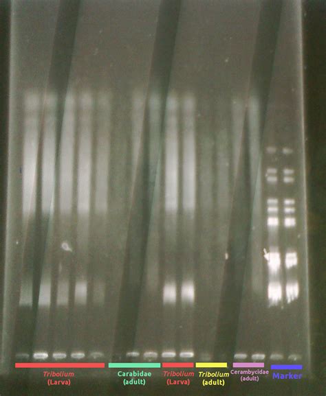 Looking For A Dna Extraction Protocol From Adult Beetles Coleoptera