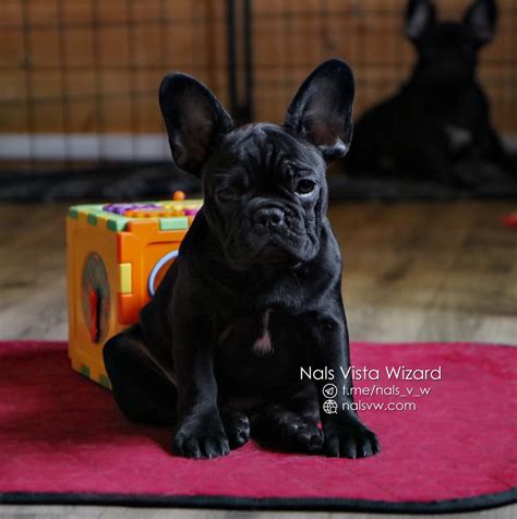 Щенки французского бульдога