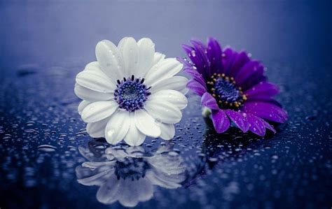 Purple Flowers Hd Wallpapers Top Free Purple Flowers Hd Backgrounds