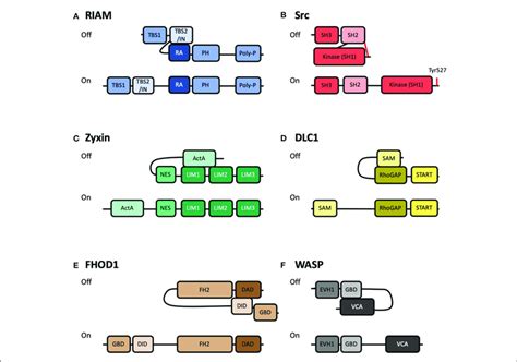 Schematics Of Autoinhibited And Activated Forms Of Other