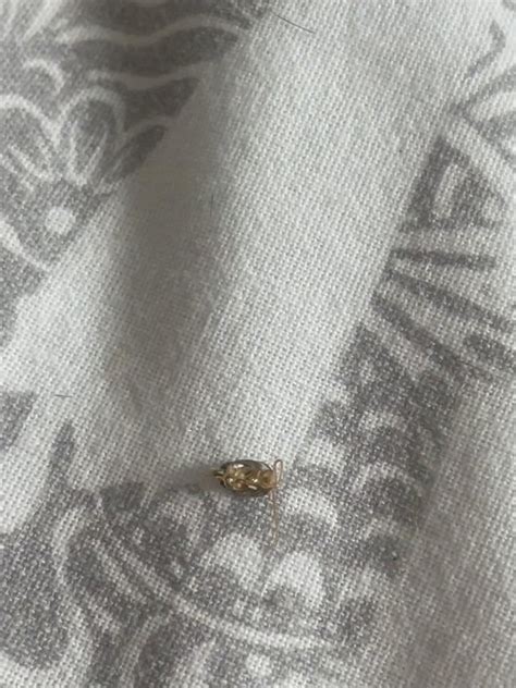 Dead Bb Found In Belongings R Bedbugs