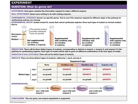 Lecture Slides The Genetic Code The Biology Primer