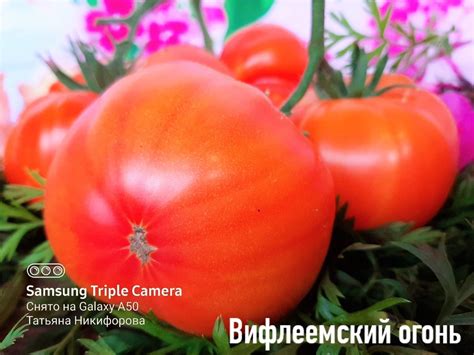 Томат Вифлеемский огонь: описание сорта, отзывы, фото | tomatland.ru