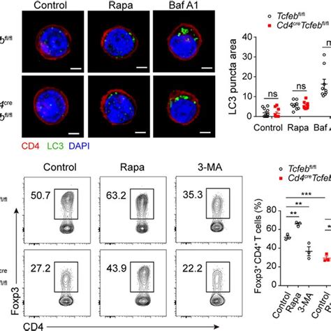 Tfeb Is Induced In T Cells By Diverse Stimuli A Immunoblot Analysis