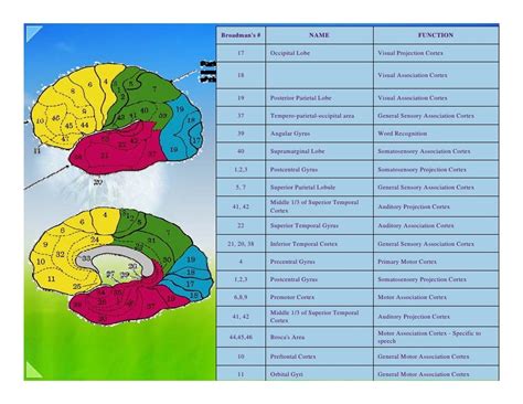 07a Association Cortex Frontal Lobe
