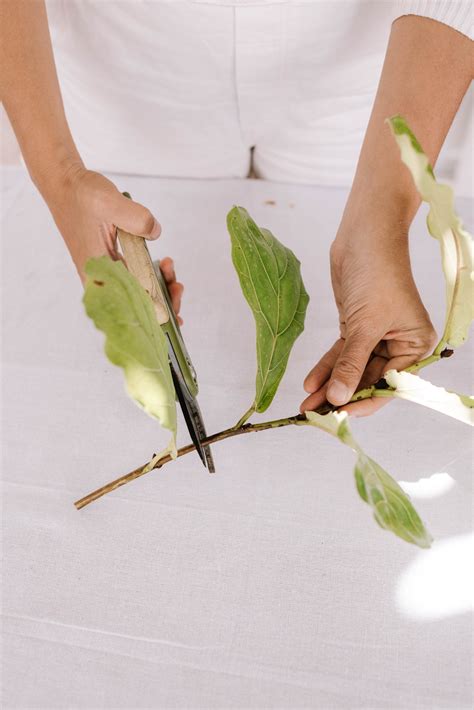 How To Make A Propagation Wall Collective Gen